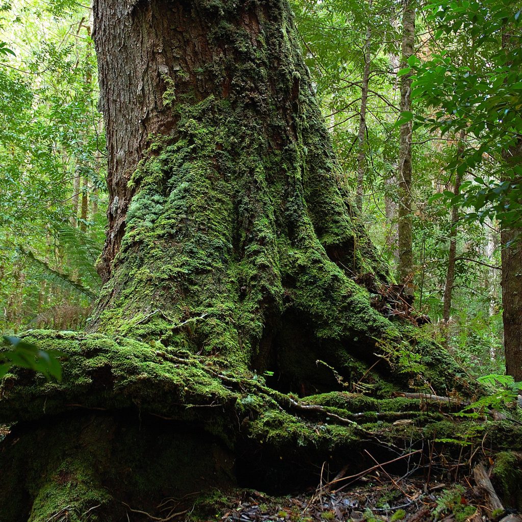 Mt Field National Park Australia - We Tour Australia